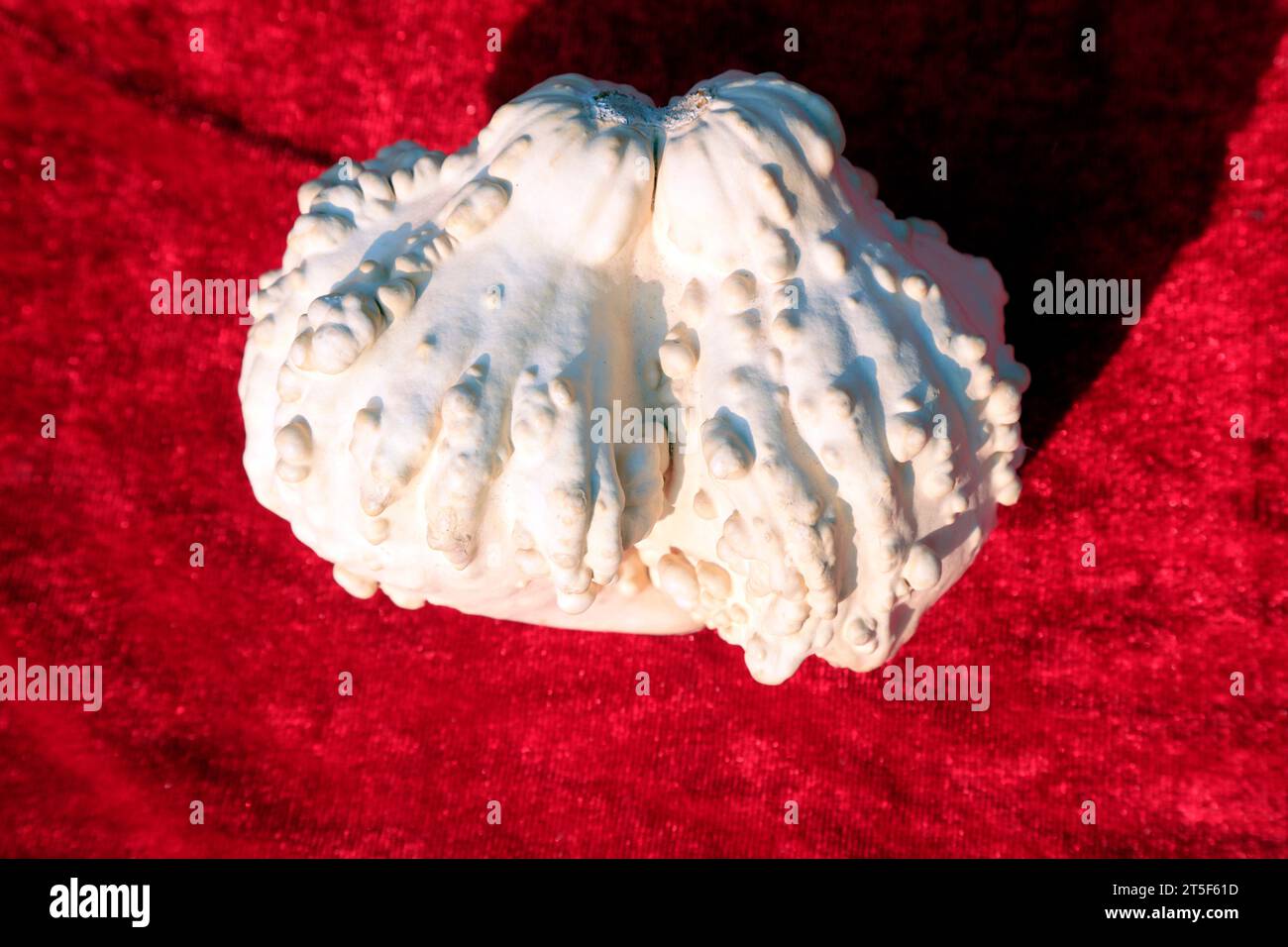 shape of the gourd is very strange Stock Photo - Alamy
