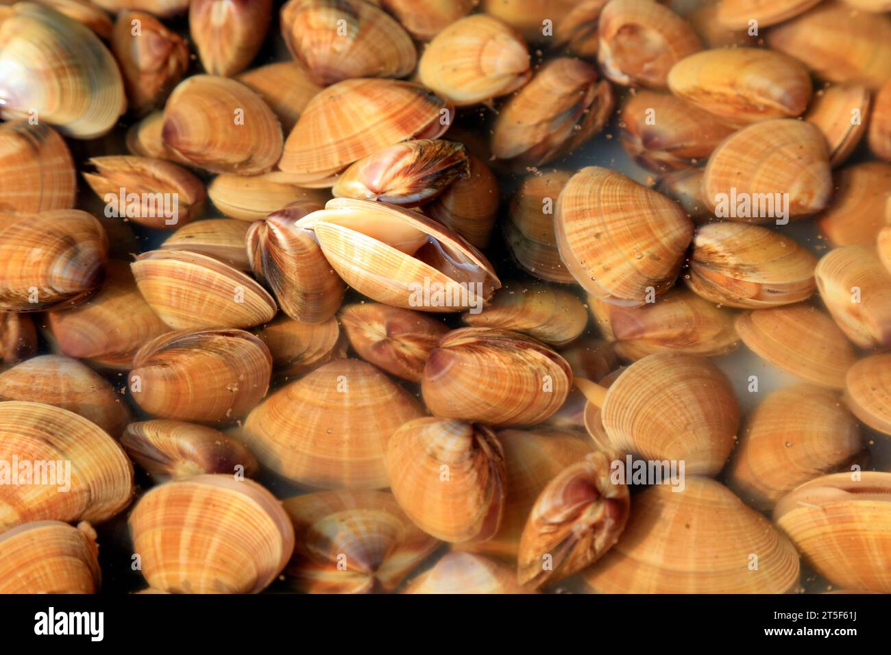 Shellfish are in clean water Stock Photo - Alamy