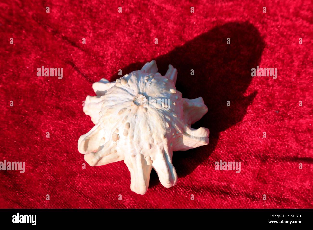 shape of the gourd is very strange Stock Photo - Alamy