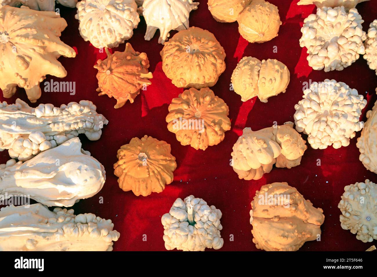 Strange cultivation hi-res stock photography and images - Alamy