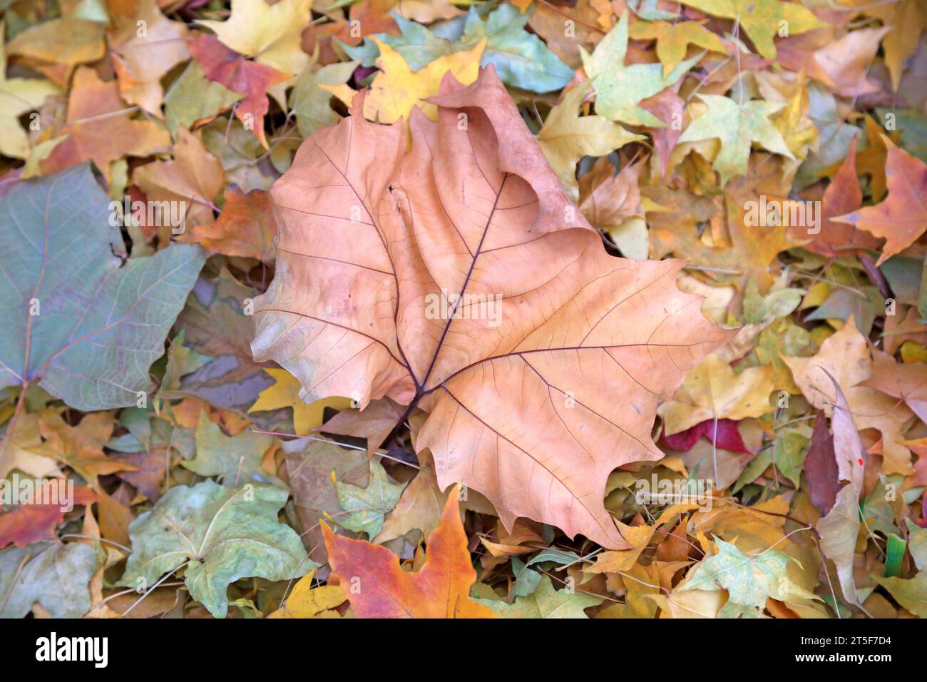 deciduous leaves are in nature Stock Photo - Alamy