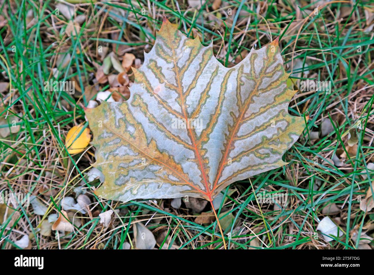 deciduous leaves are in nature Stock Photo - Alamy