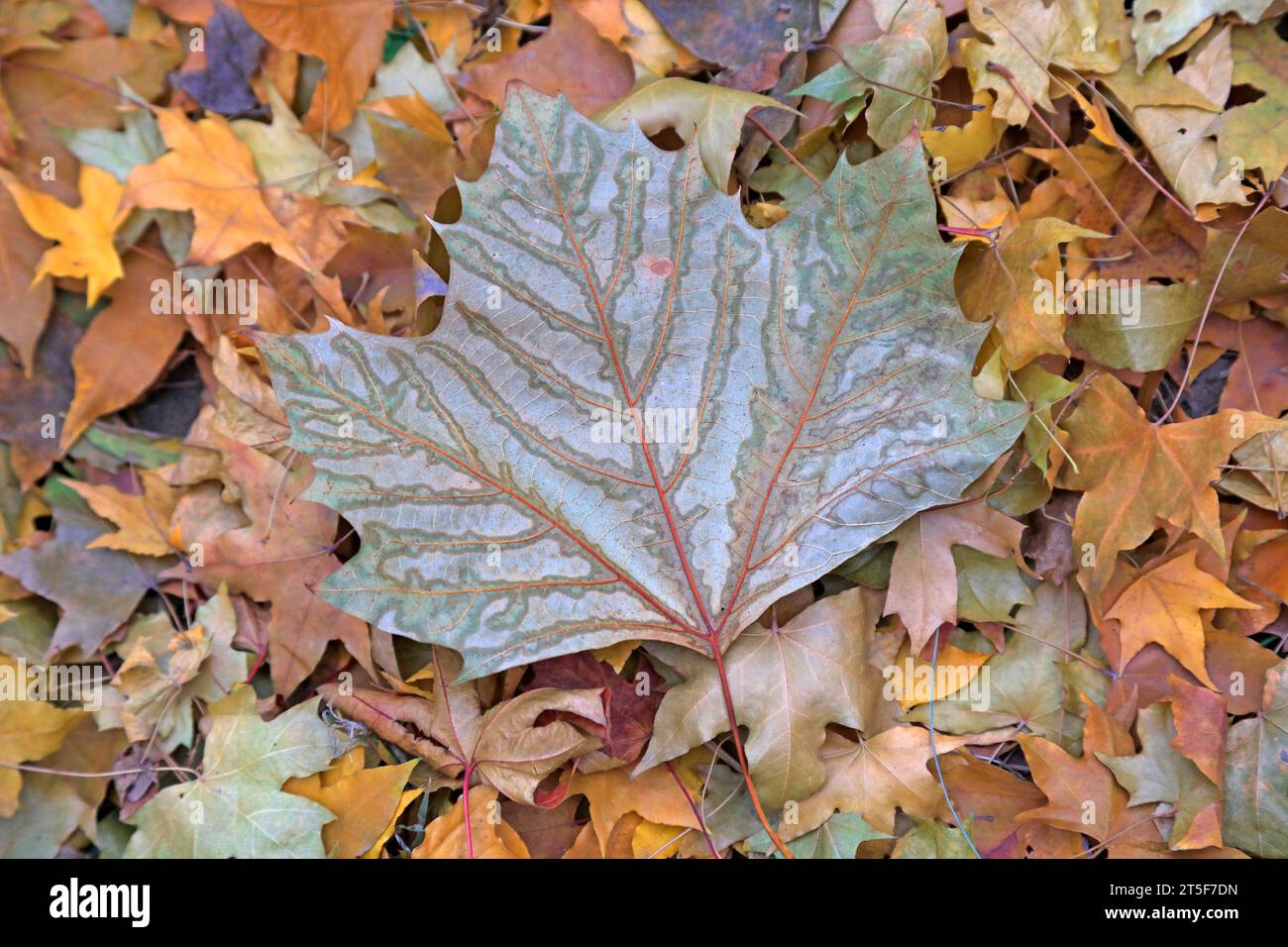 deciduous leaves are in nature Stock Photo - Alamy