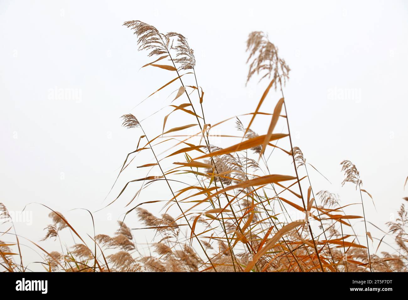 Reeds are in nature Stock Photo - Alamy