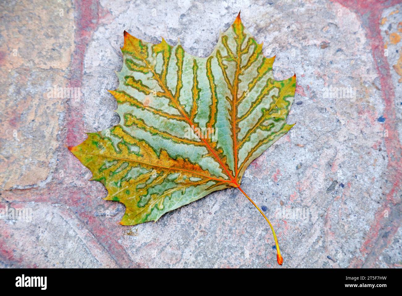 deciduous leaves are on the rock Stock Photo - Alamy