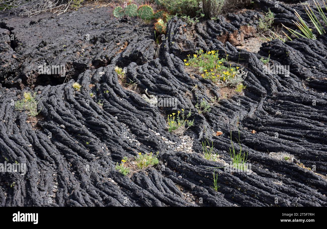 yellow wildflowers and cactus growing in the ancient volcanic pahohoe ...
