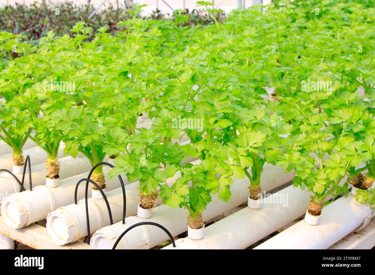 Soilless cultivation of green vegetables in a botanical garden Stock ...