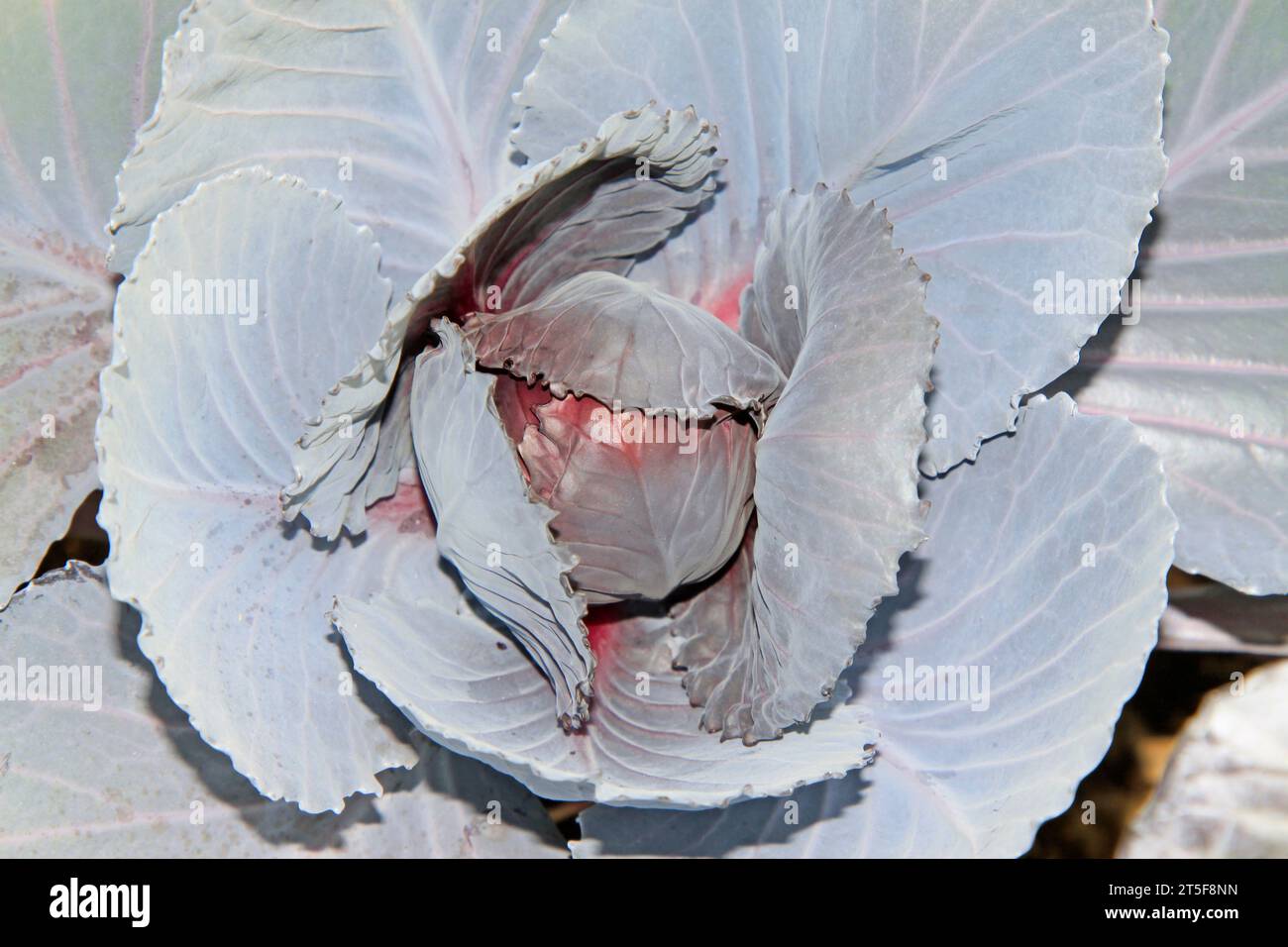 wild cabbage growing in agriculture fields Stock Photo - Alamy
