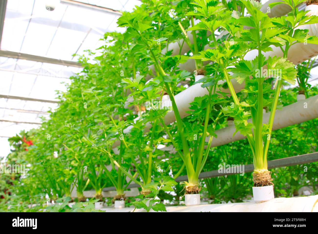 Soilless cultivation of green vegetables in a botanical garden Stock ...