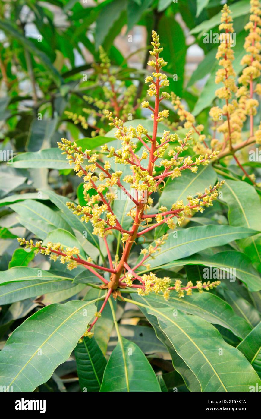 mango flowers in agriculture fields Stock Photo - Alamy