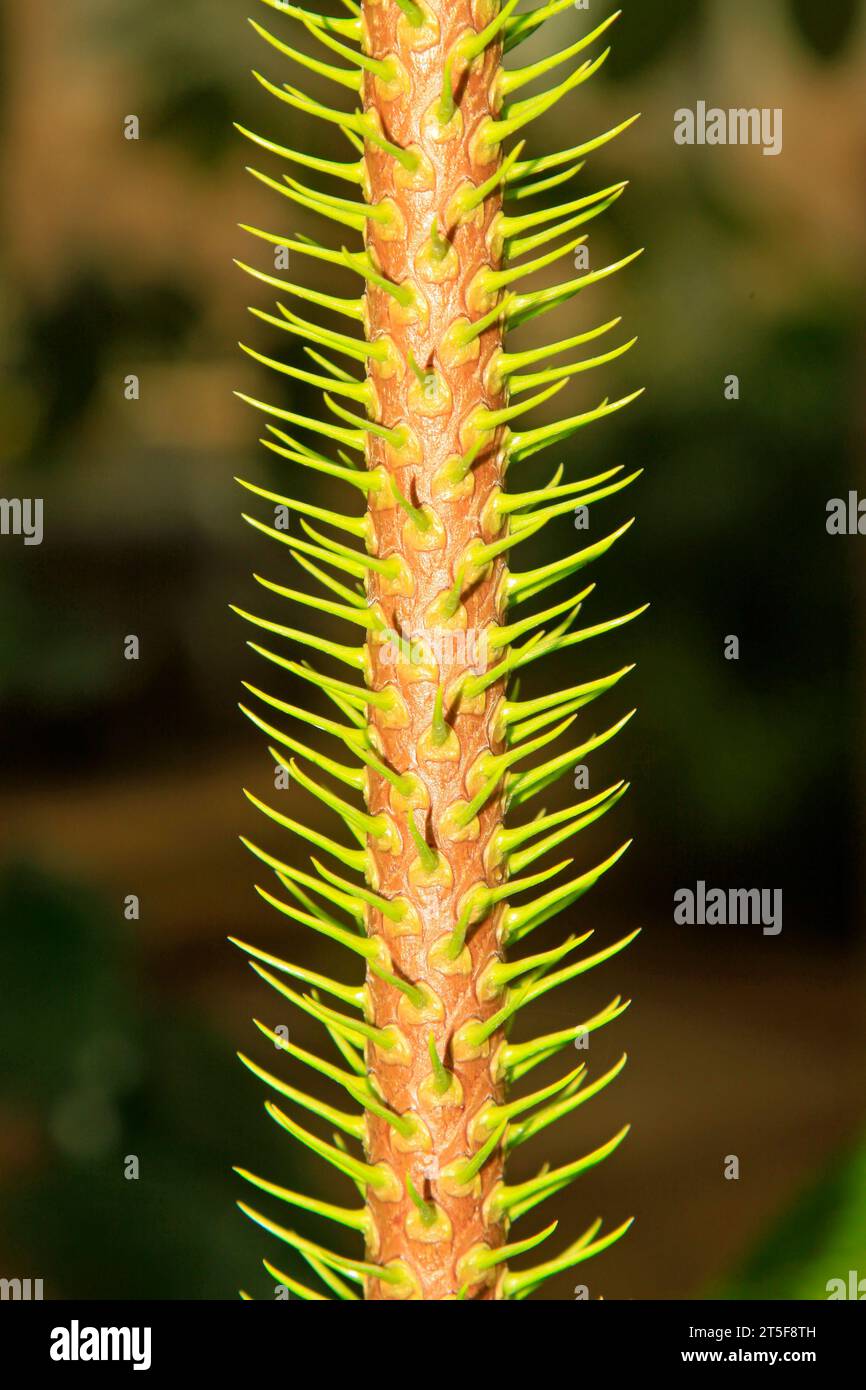 closeup of araucaria stalk in the wild Stock Photo - Alamy