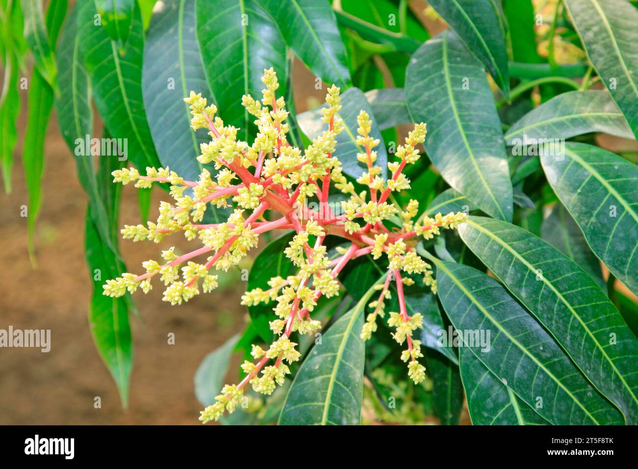 Mango crops hi-res stock photography and images - Alamy