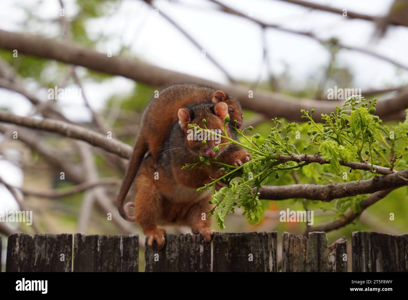 Two possums on the wooden fence eating in Australia Stock Photo - Alamy