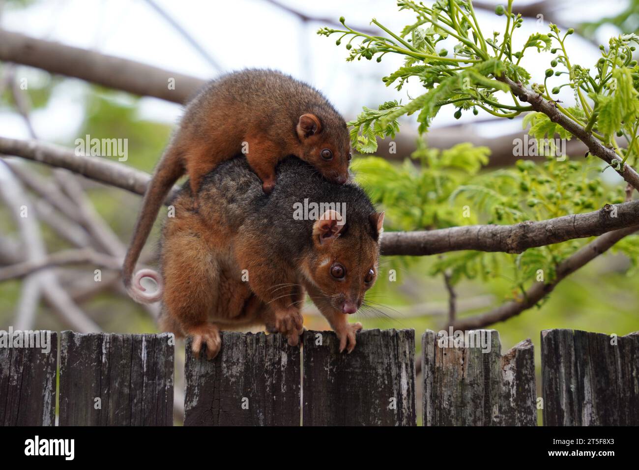 Possums hi-res stock photography and images - Alamy