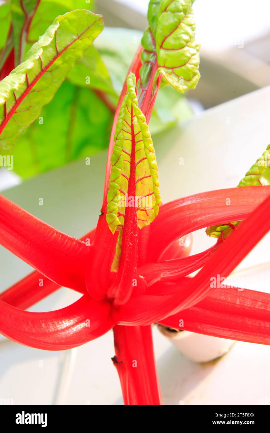 red beet vertical soilless cultivation in a botanical garden Stock ...