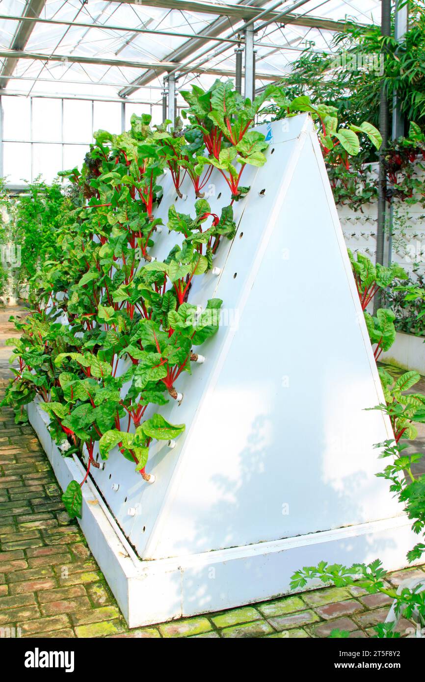 red beet vertical soilless cultivation in a botanical garden Stock ...