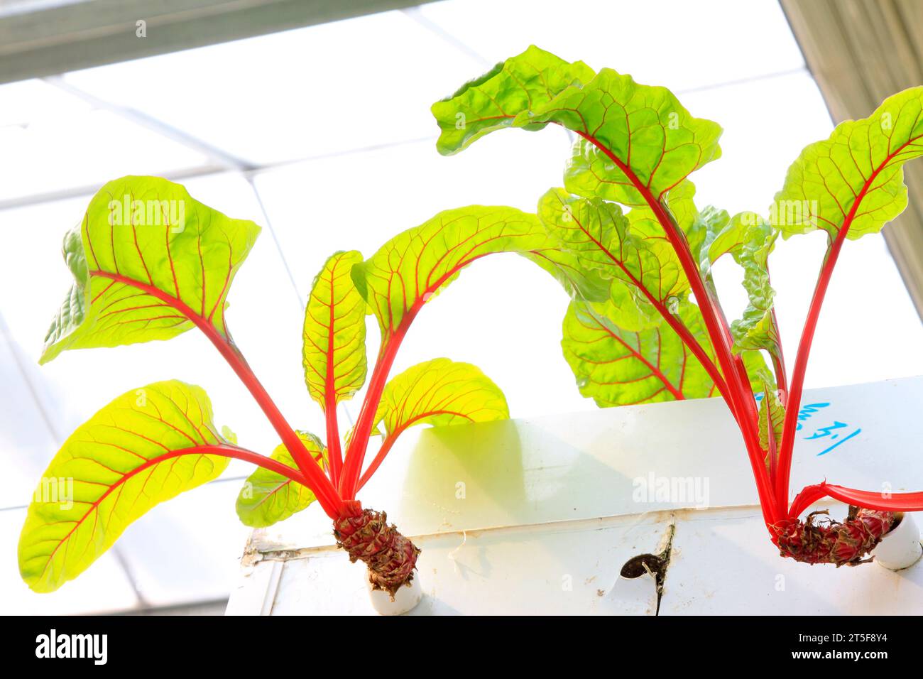 red beet vertical soilless cultivation in a botanical garden Stock ...