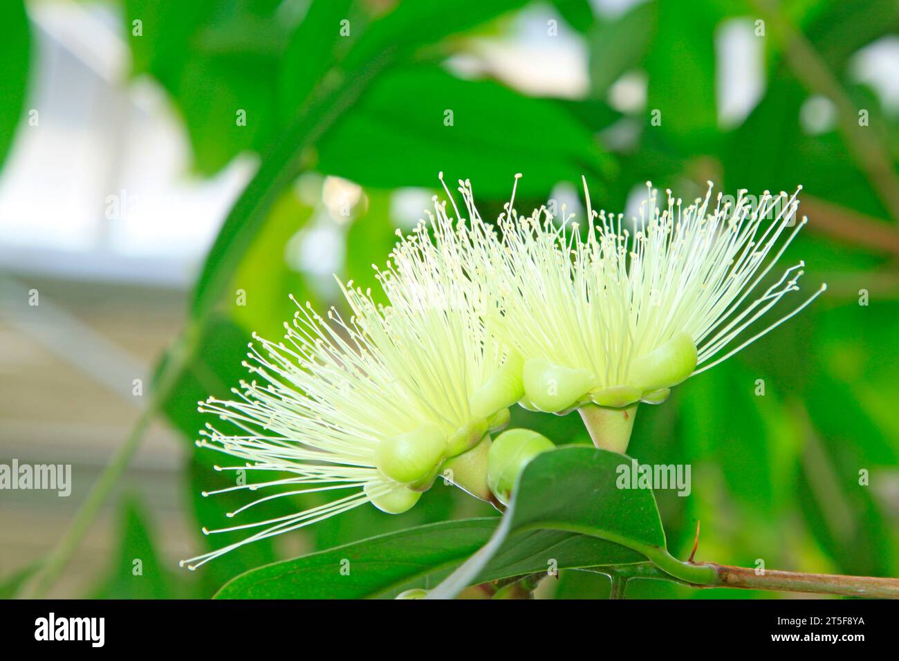 Water syzygium hi-res stock photography and images - Alamy