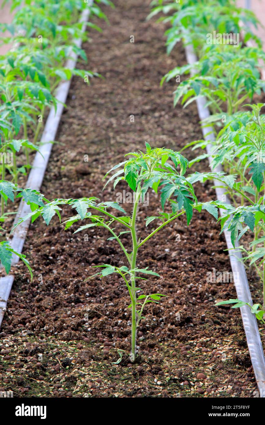 tomato seedlings grow sturdily in a garden Stock Photo - Alamy