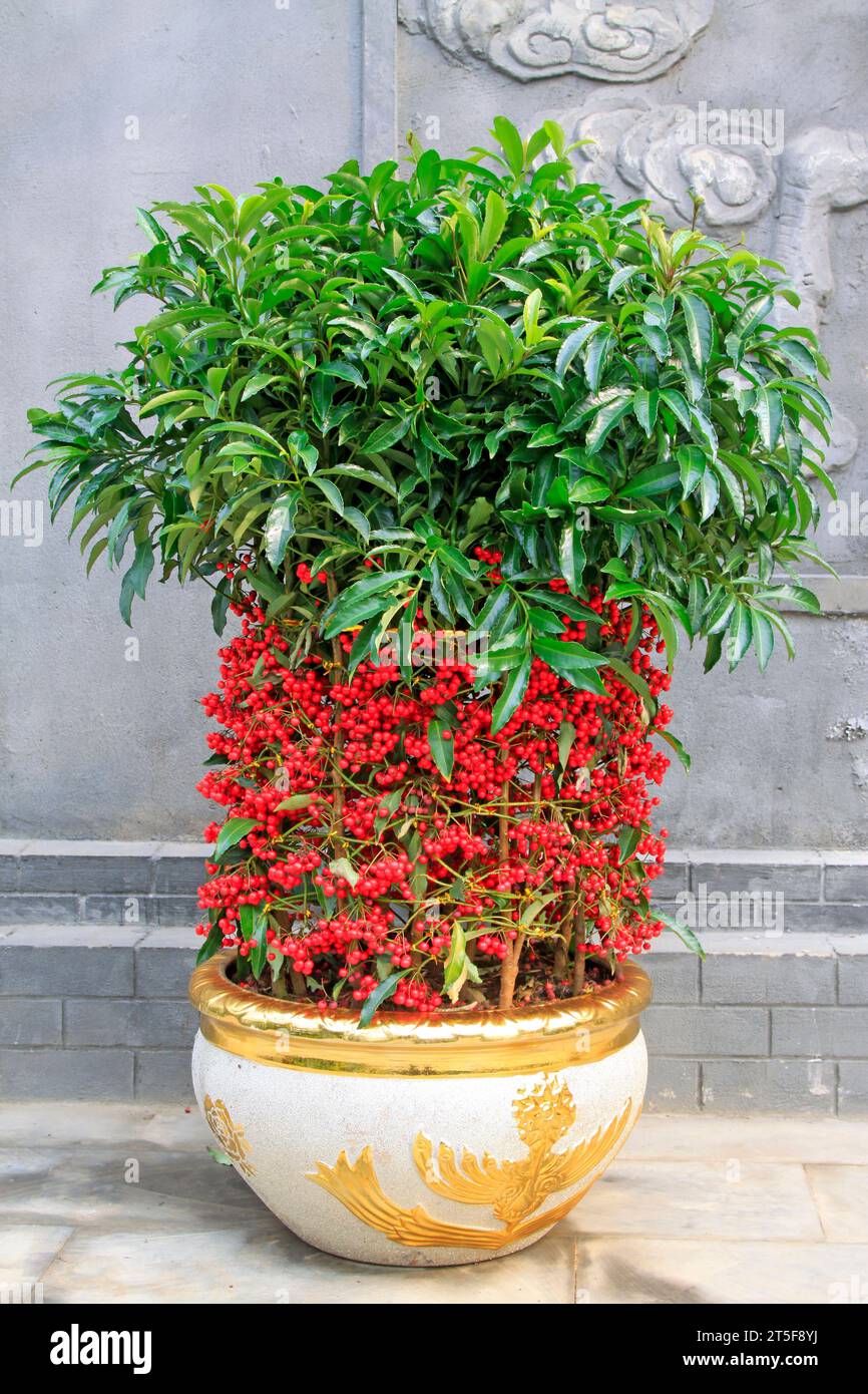 beautiful potted plants in a botanical garden Stock Photo - Alamy