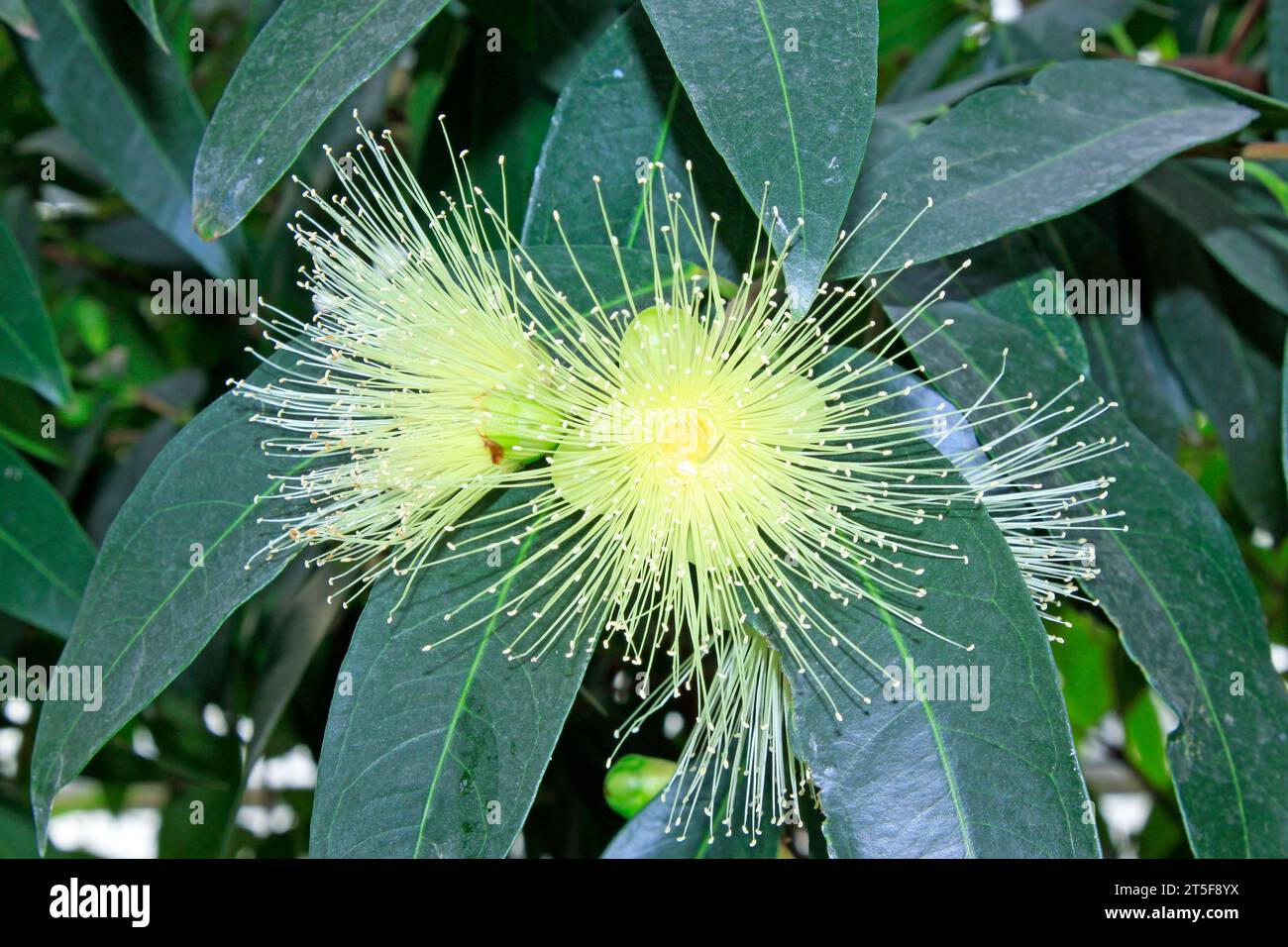 Water syzygium hi-res stock photography and images - Alamy