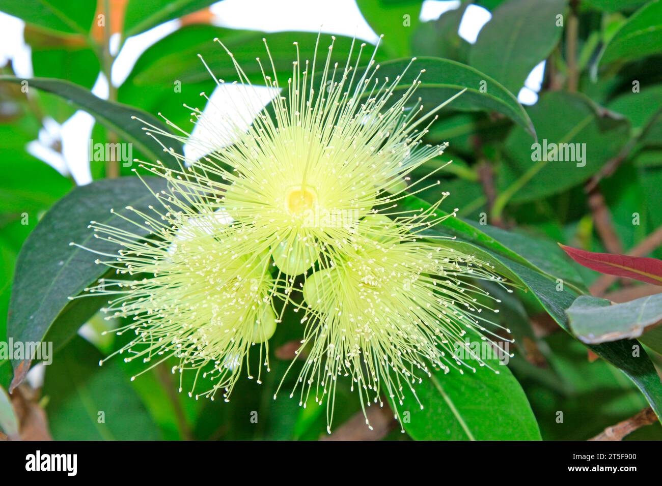 Water syzygium hi-res stock photography and images - Alamy