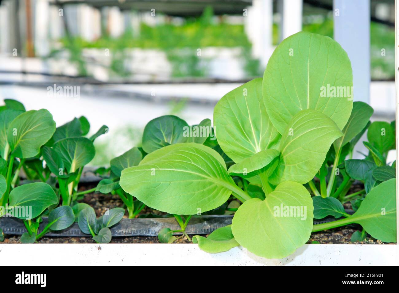 rape seedlings in a plantation, closeup of photo Stock Photo - Alamy