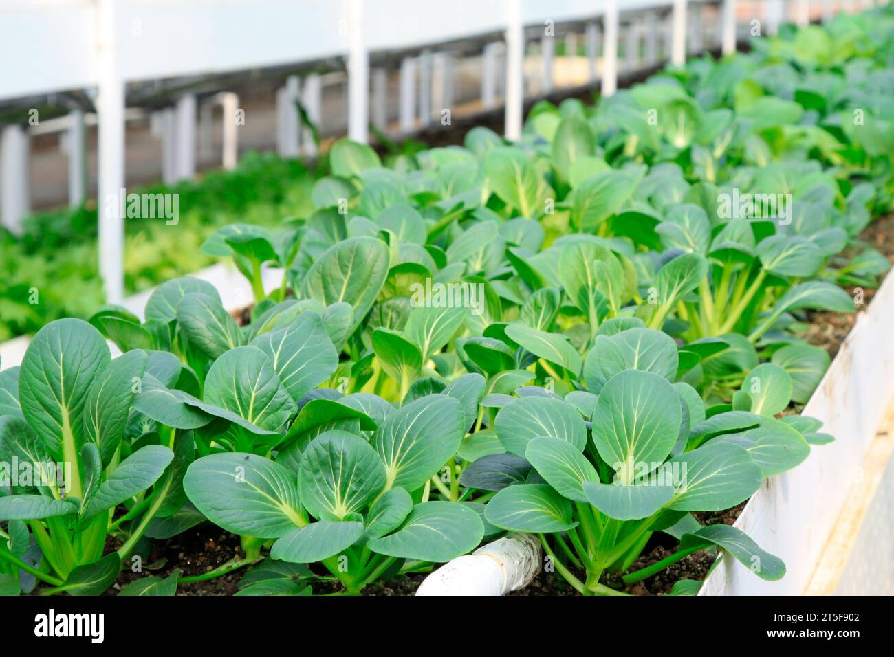 rape seedlings in a plantation, closeup of photo Stock Photo - Alamy