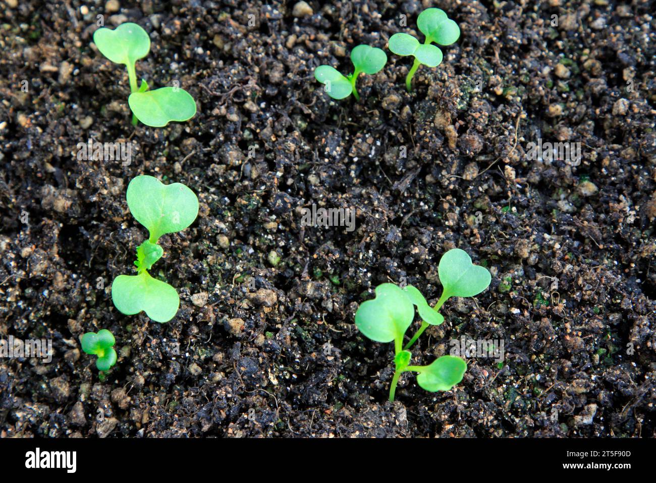 green seedlings in a plantation, closeup of photo Stock Photo - Alamy