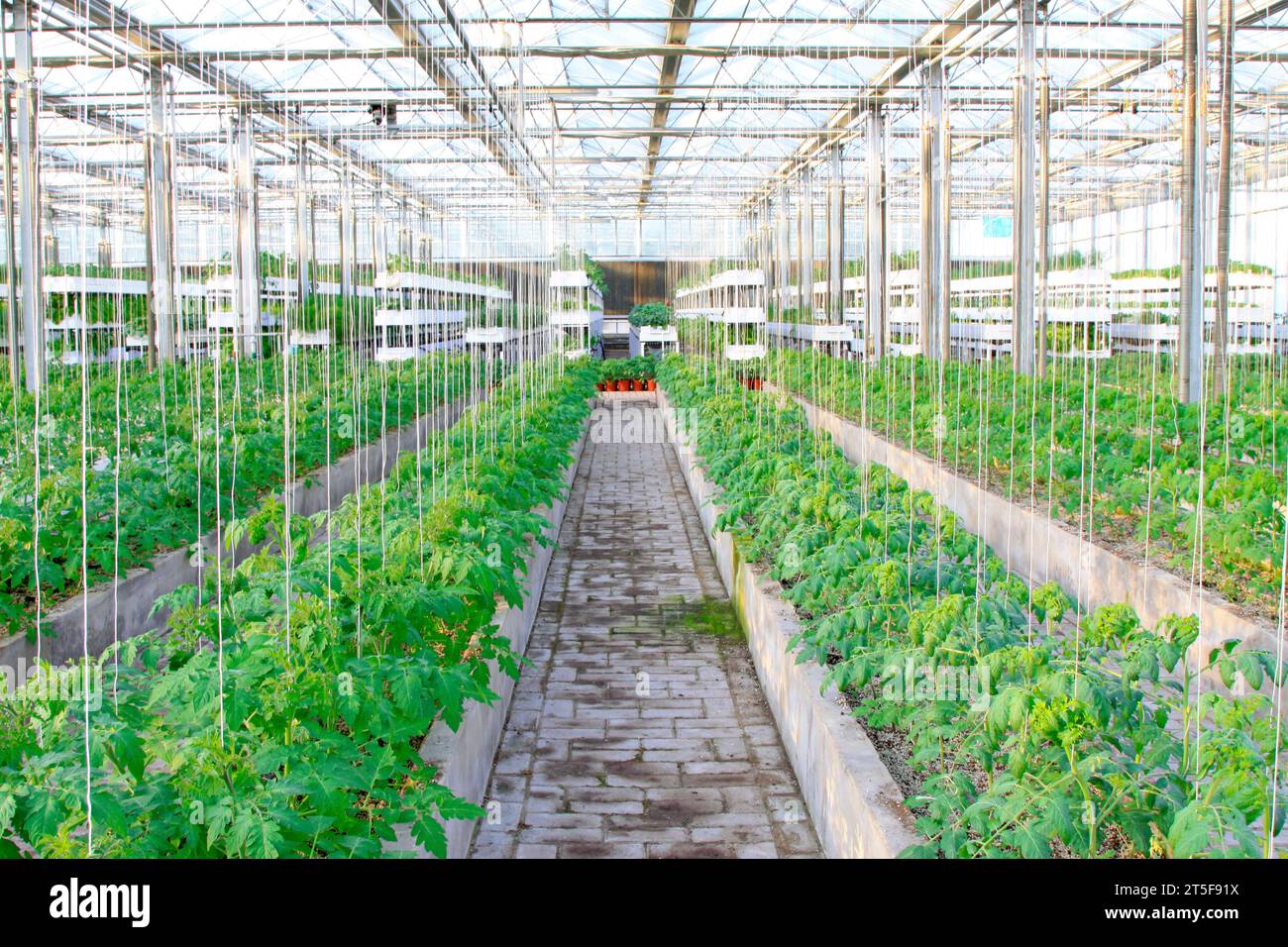 Soilless cultivation of green vegetables in a botanical garden Stock ...
