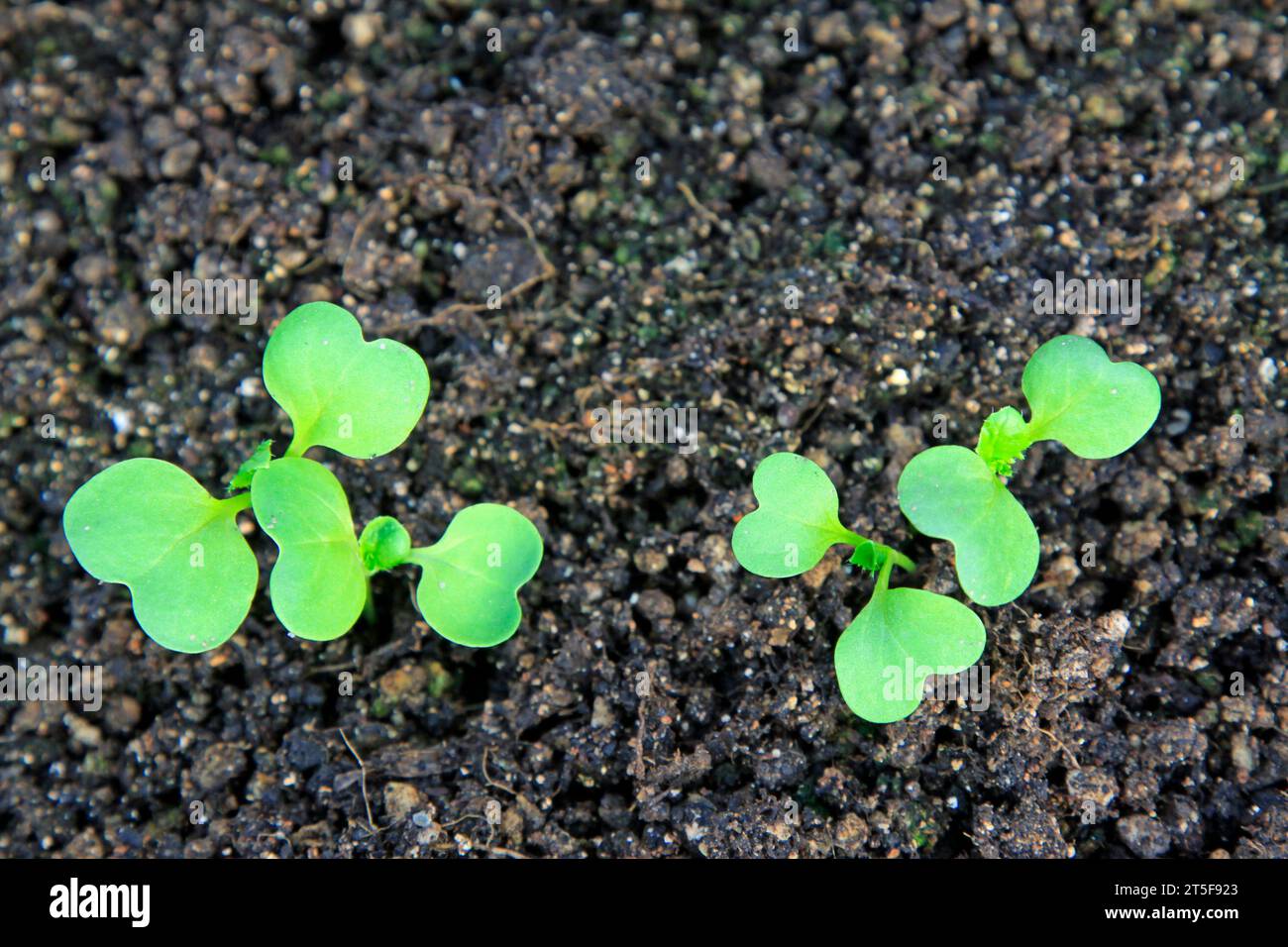 green seedlings in a plantation, closeup of photo Stock Photo - Alamy