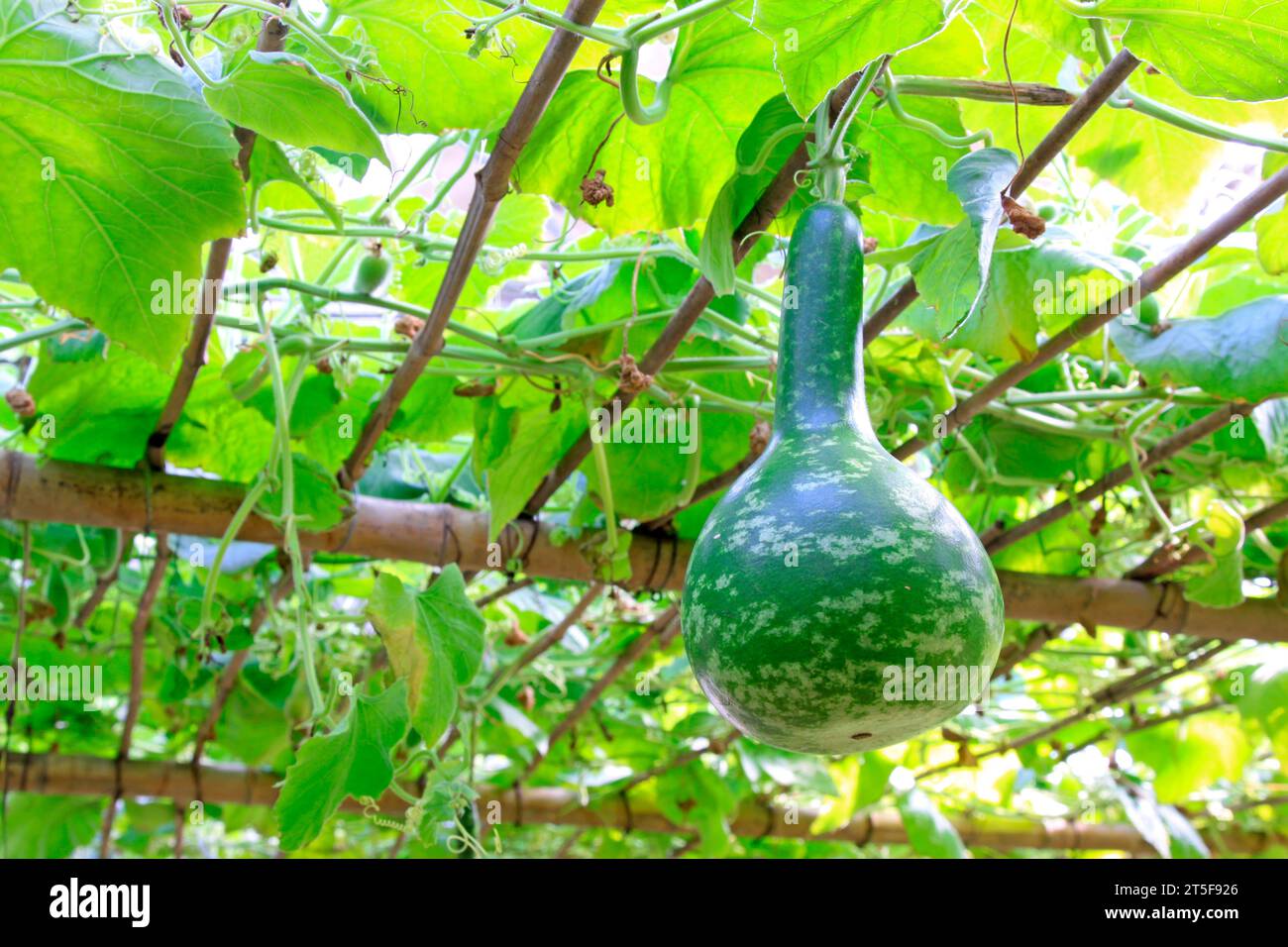 grow sturdily gourd in a modern agricultural garden Stock Photo - Alamy