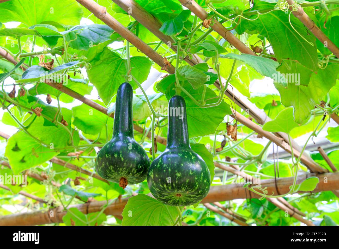 grow sturdily gourd in a modern agricultural garden Stock Photo - Alamy
