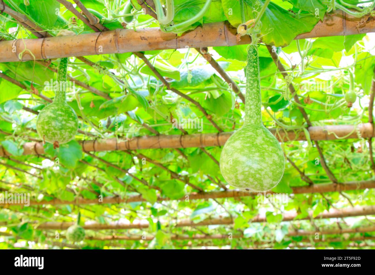 grow sturdily gourd in a modern agricultural garden Stock Photo - Alamy