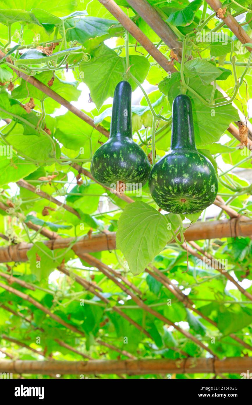 grow sturdily gourd in a modern agricultural garden Stock Photo - Alamy