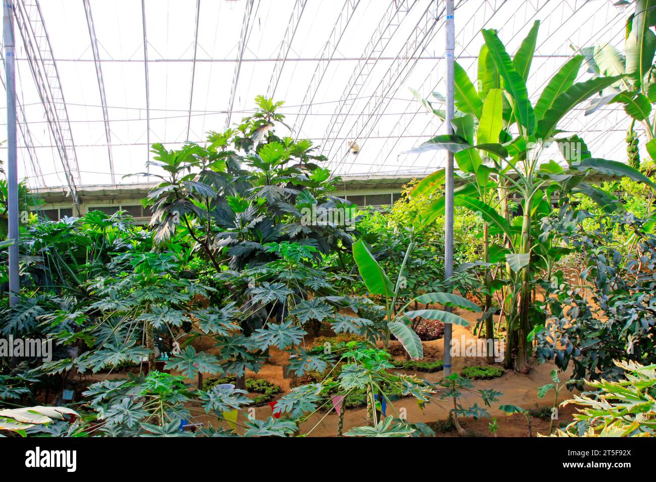 grow sturdily tropical plants in a modern agricultural garden Stock ...