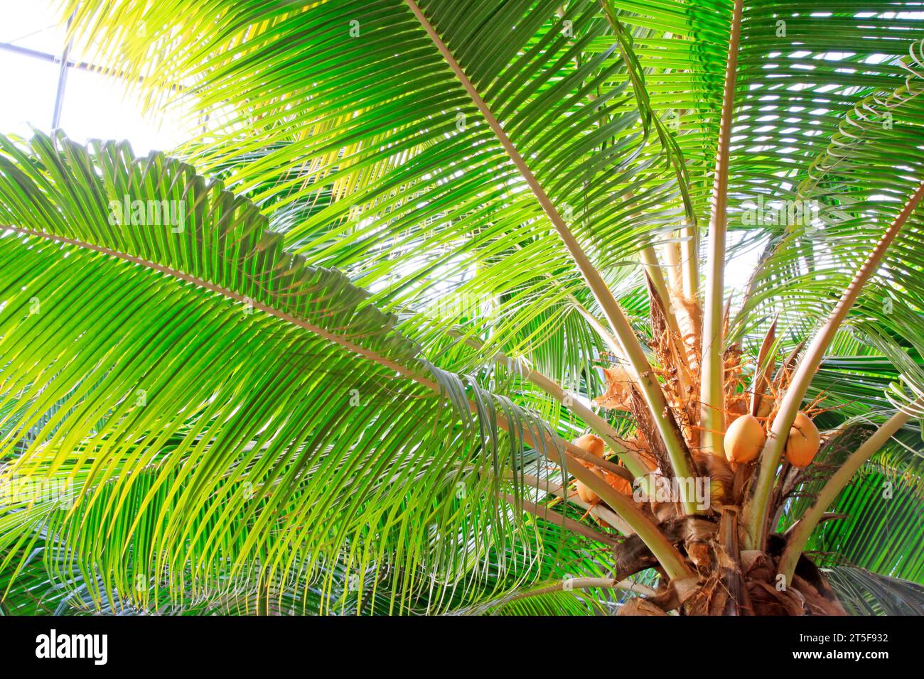 grow sturdily coconut trees in a garden Stock Photo - Alamy
