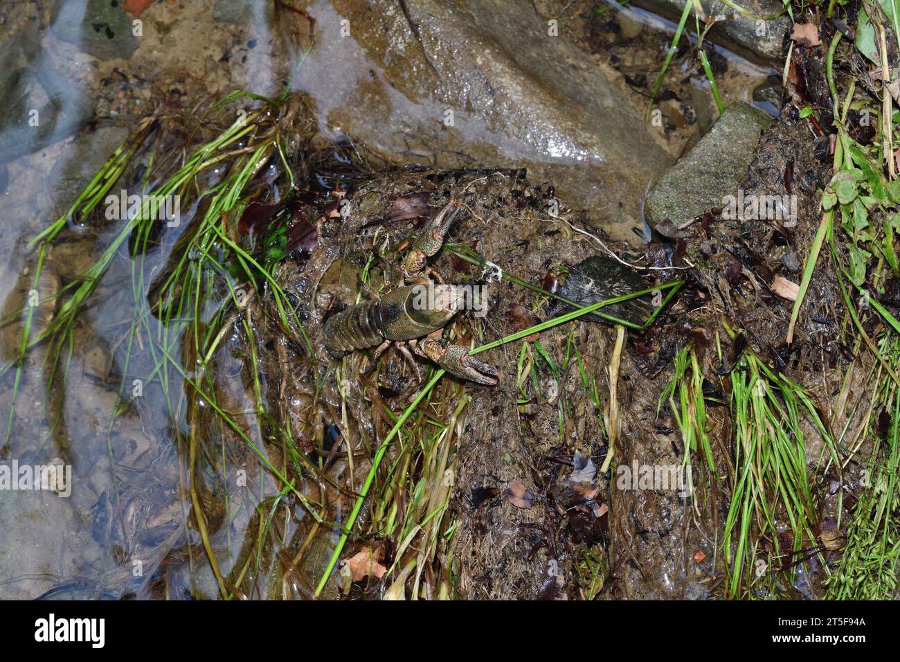A crayfish crawls on a stone with green grass near a forest stream ...