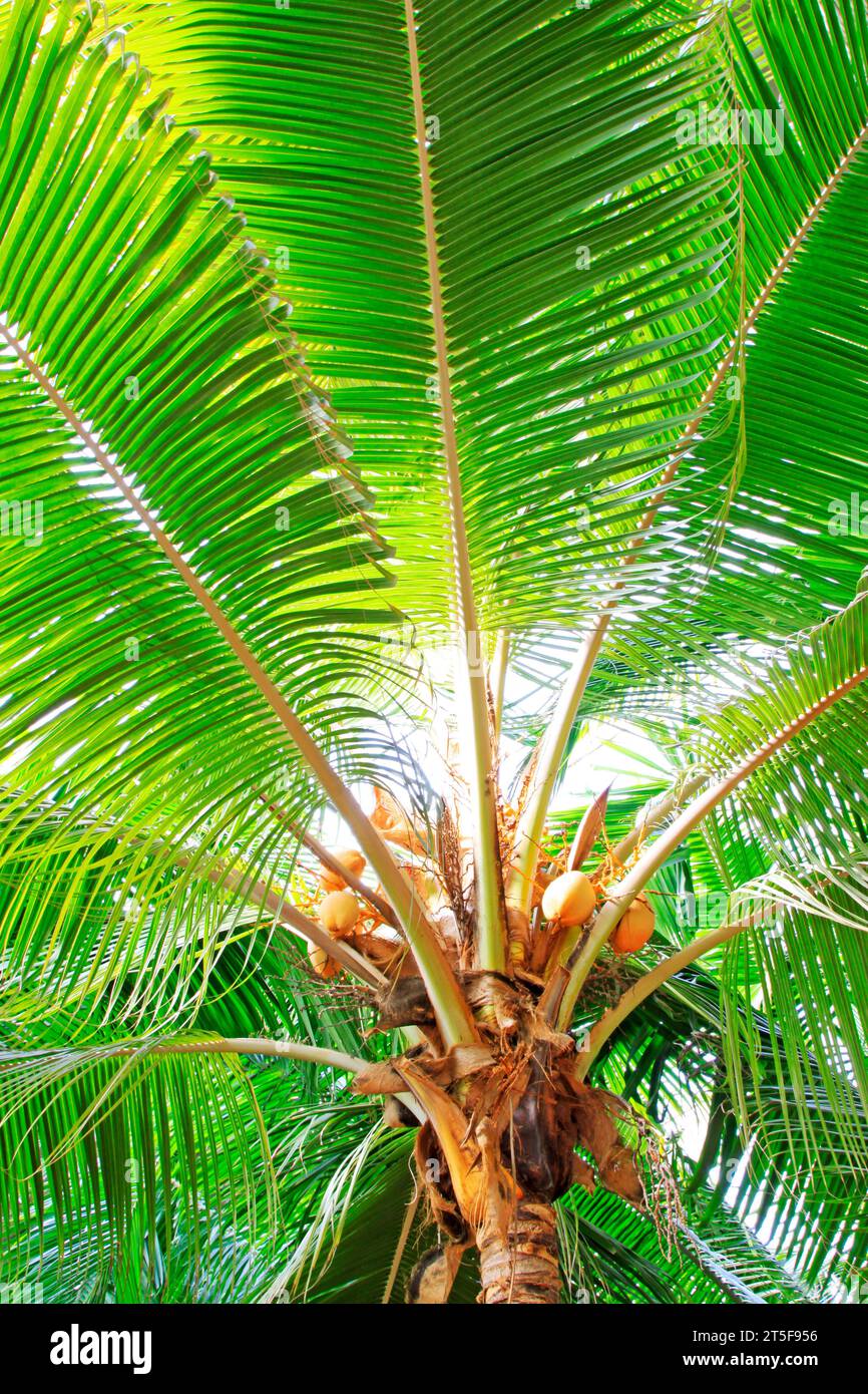 grow sturdily coconut trees in a garden Stock Photo - Alamy