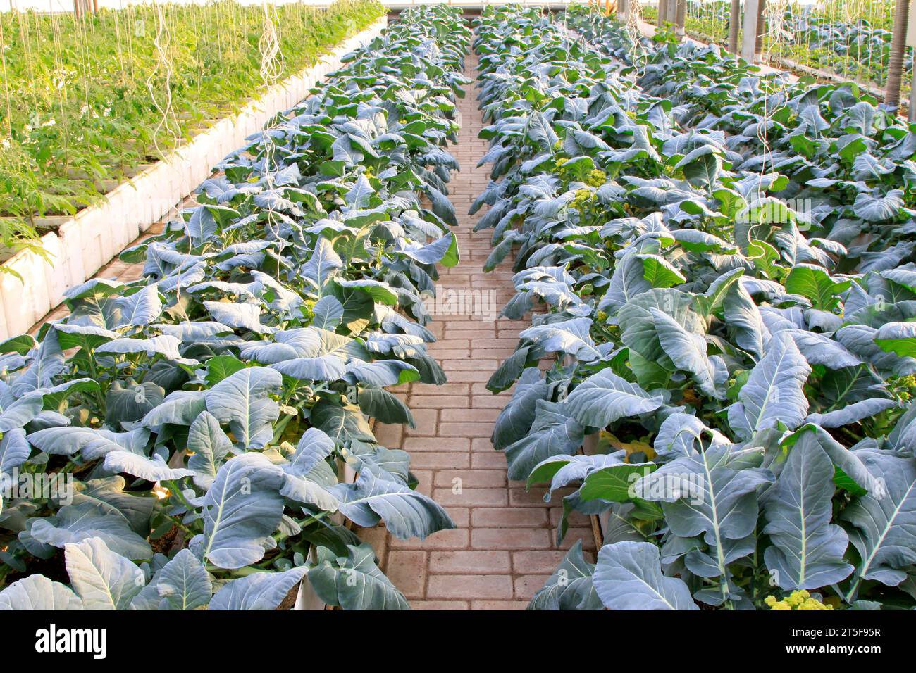broccoli growing in agriculture fields Stock Photo - Alamy
