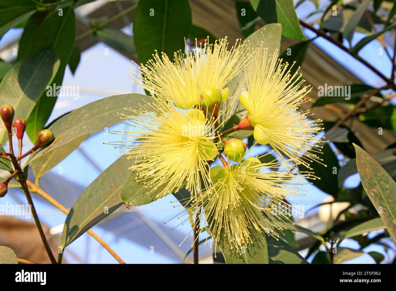 water syzygium flowers in a botanical garden Stock Photo - Alamy