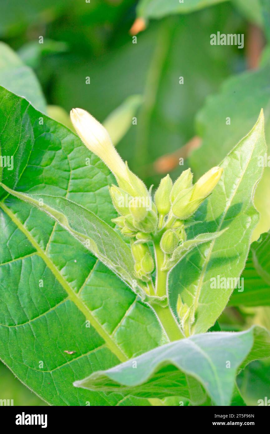 tobacco flower in a greenhouse, north china Stock Photo - Alamy