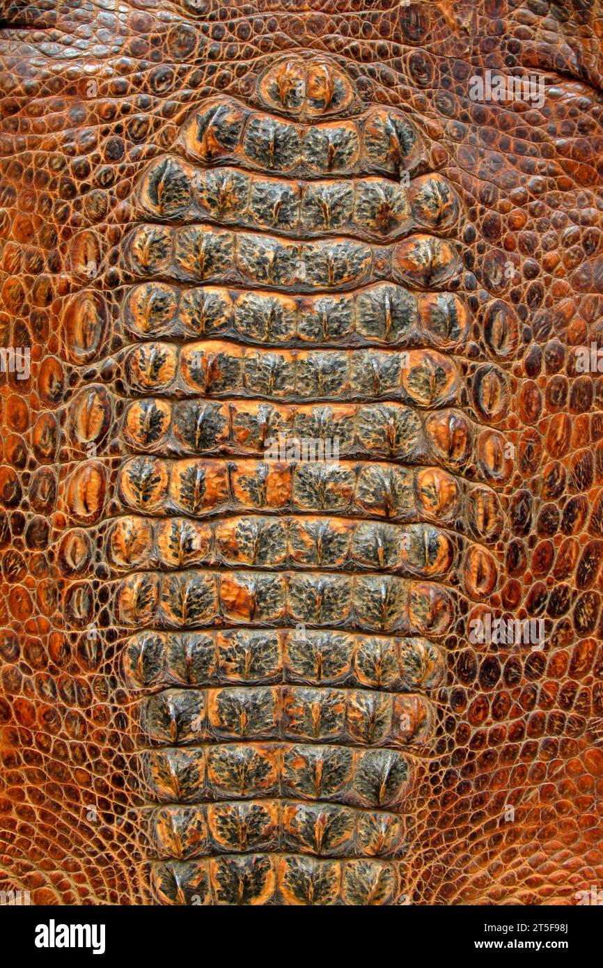 Amphibious crocodile hi-res stock photography and images - Alamy