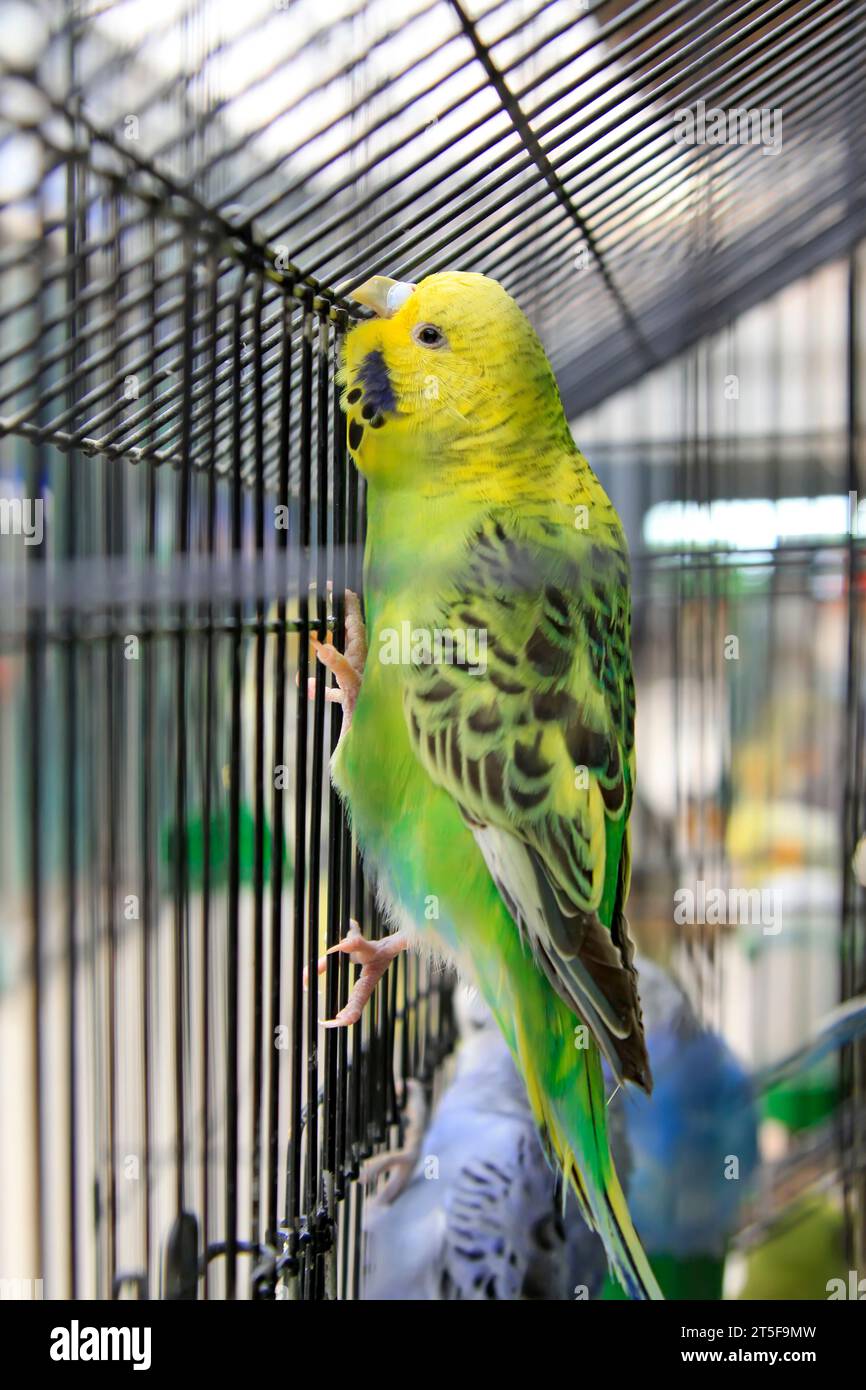parrots in a cage of a zoo, closeup of photo Stock Photo - Alamy