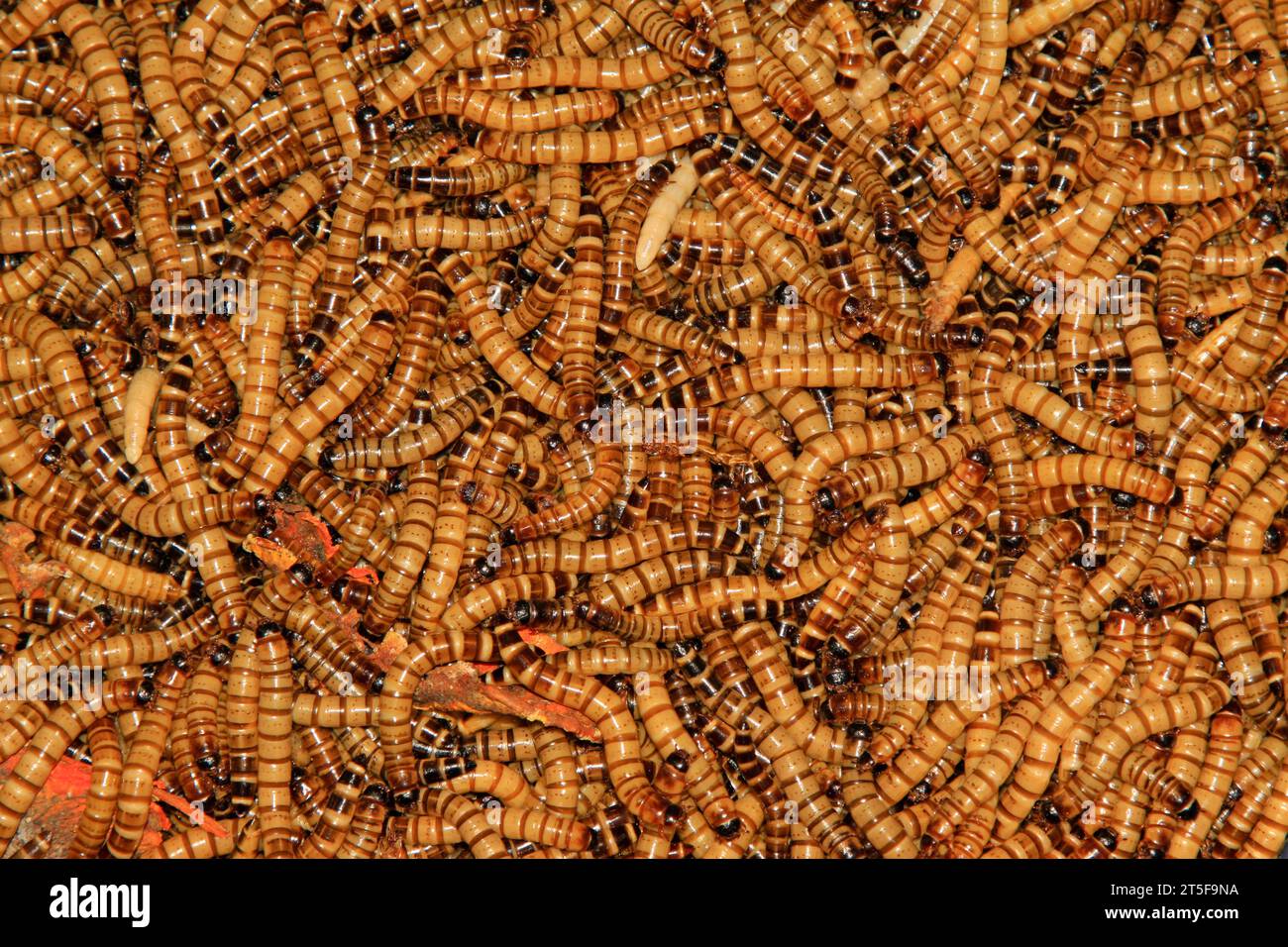 Meal worm hi-res stock photography and images - Alamy