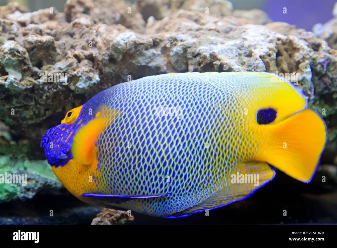 Yellow tail tang fish hi-res stock photography and images - Alamy