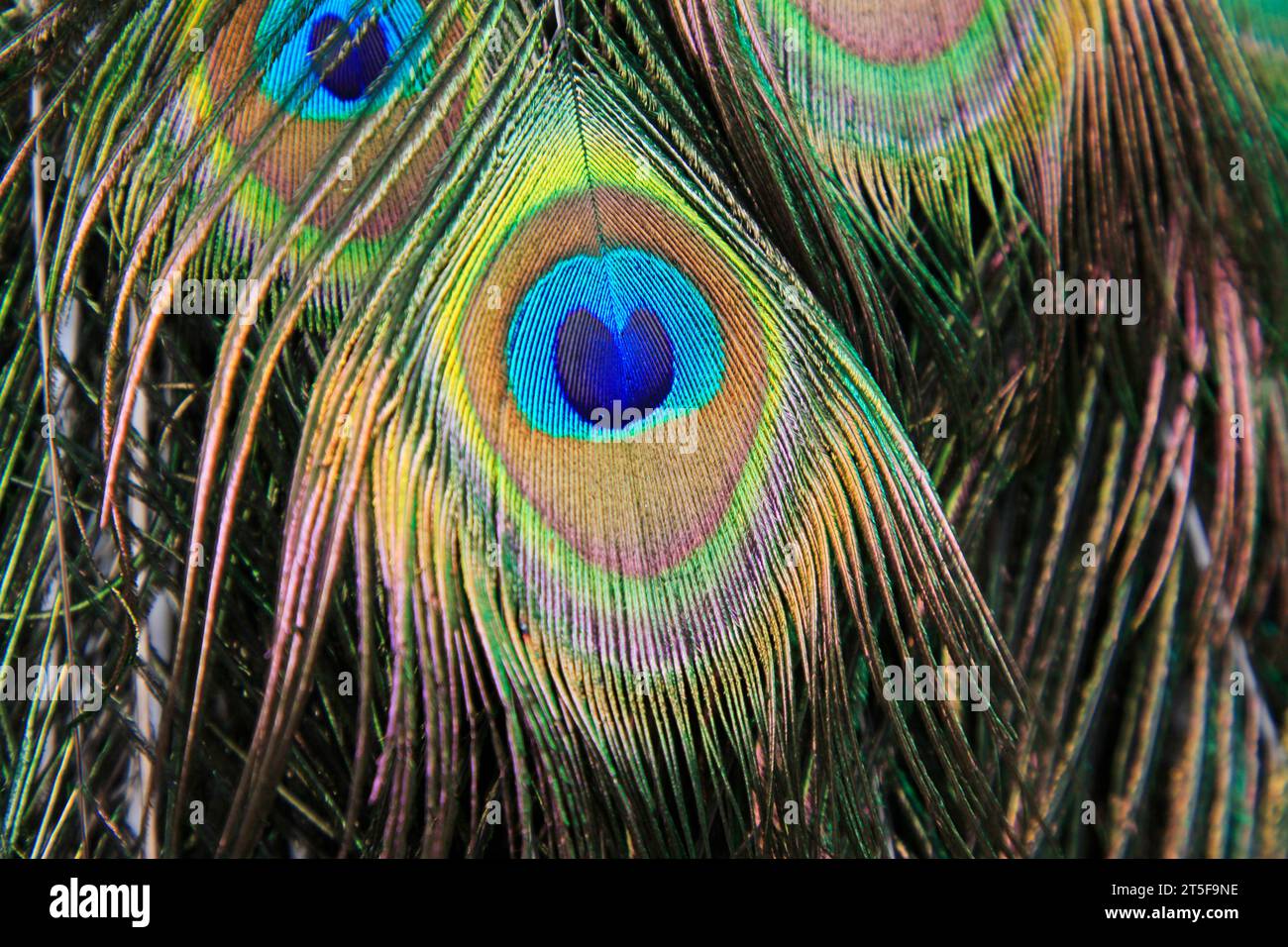 closeup of pictures, beautiful peacock feathers Stock Photo - Alamy
