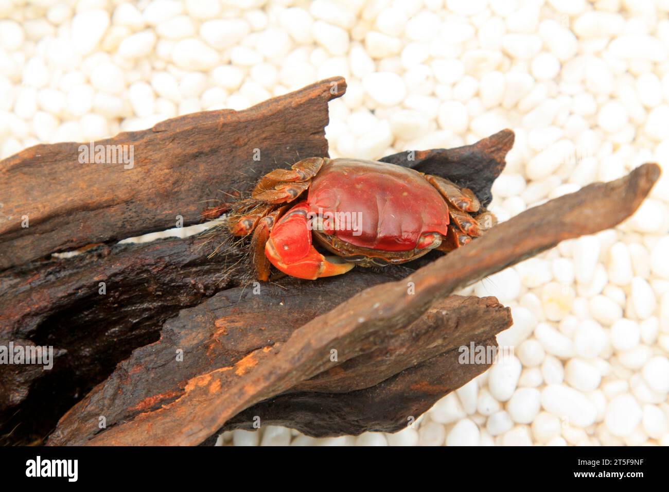 closeup of pictures, crabs inhabiting the dry wood Stock Photo - Alamy