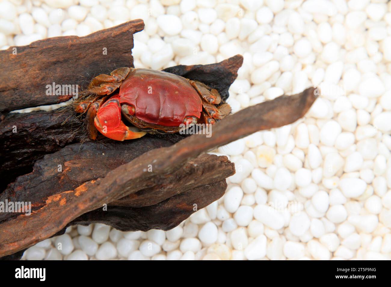 Wood inhabiting hi-res stock photography and images - Alamy