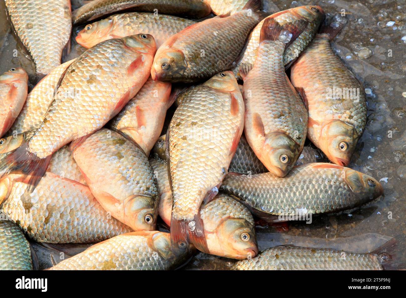 Crucian carp eyes hi-res stock photography and images - Alamy